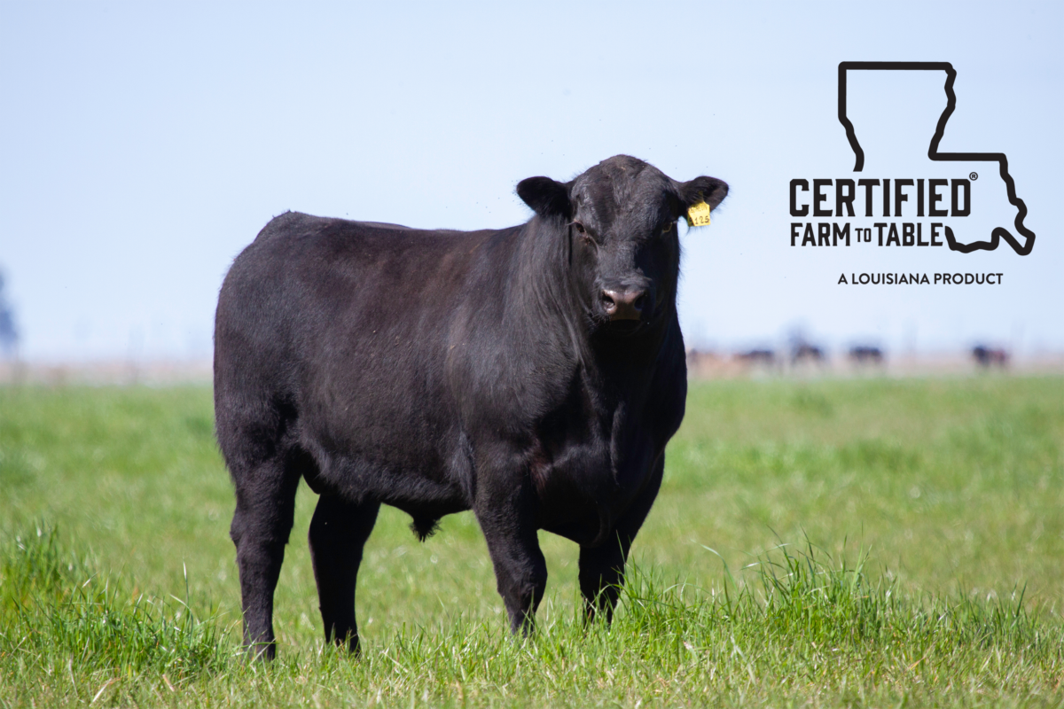 Home | Willow Creek Ranch