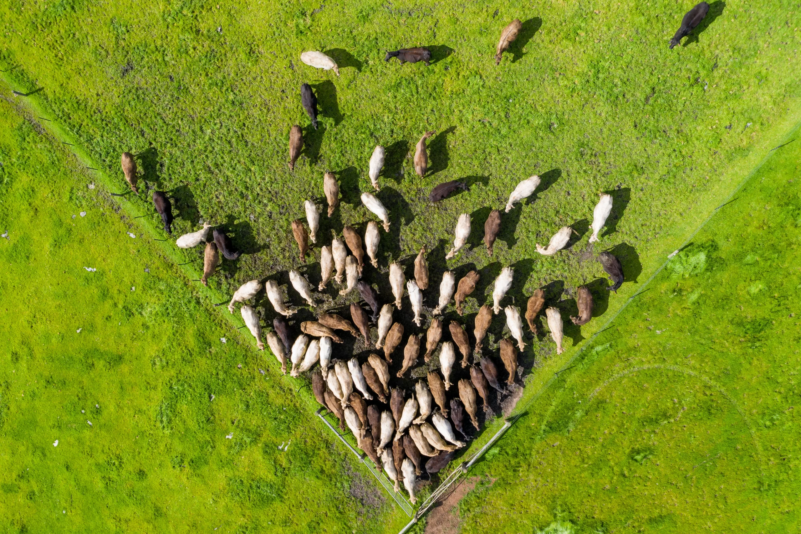 Unleashing the Power of Adaptive, Multi-Paddock Grazing: A Sustainable ...