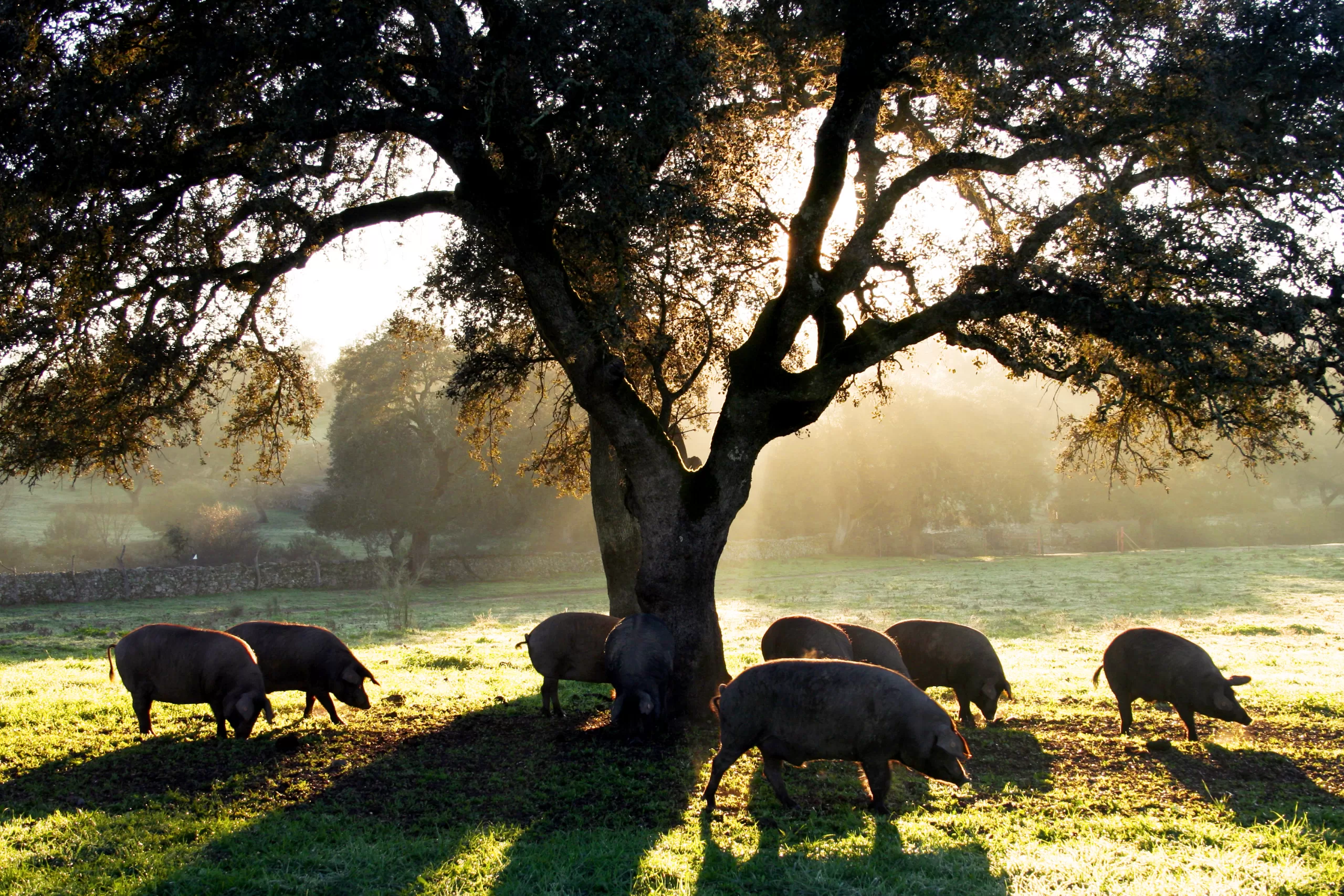 Purely Pastured Pork | Willow Creek Ranch | Baton Rouge